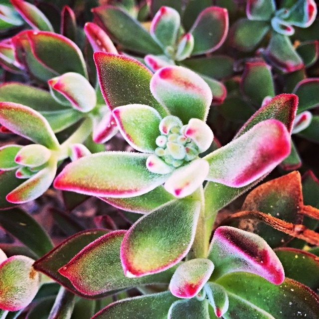 Gardening 101-Succulents | Mixed Blessings Blog