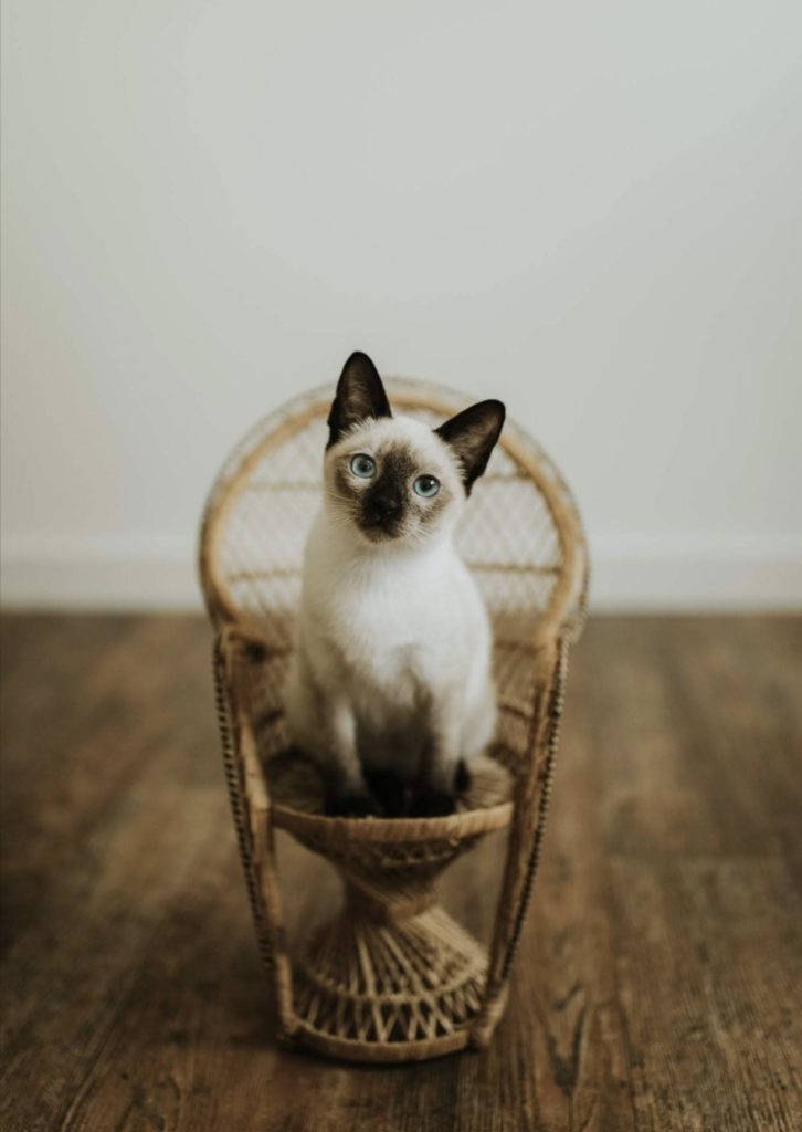Cats On Thrift Store Chairs - A Photo Thread | Mixed Blessings Blog